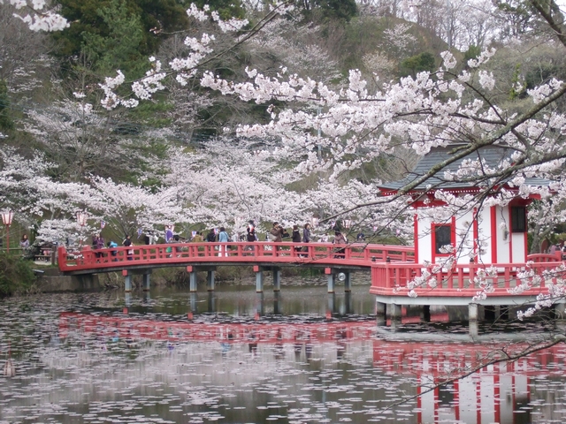 100 จุดชมซากุระ สวยตรึงใจ ชาวญี่ปุ่นตลอดกาล - Chill Chill Japan