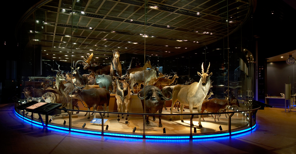 Ueno museum 5 พิกัดพิพิธภัณฑ์น่าสนใจ กลางโตเกียว - Chill Chill Japan
