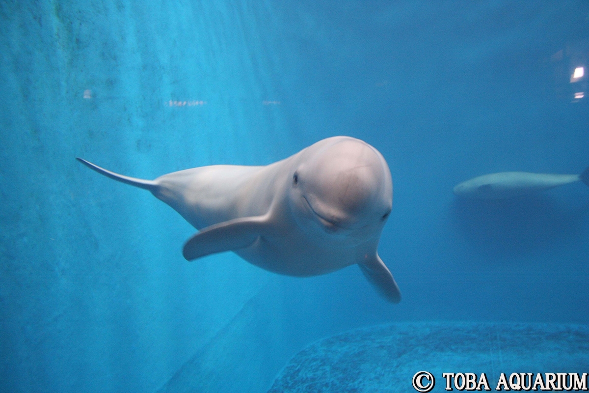 ชวนเที่ยว อิเสะ เมืองเปี่ยมเสน่ห์ สักการะศาลเจ้าใหญ่ที่สุดในญี่ปุ่น ...