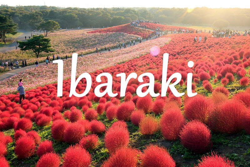 ชวนเข้าไปสู่โลกของ Ibaraki ดินแดนที่เปลี่ยนสีได้ - Chill Chill Japan