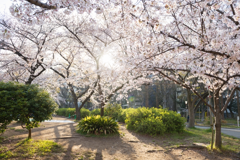 อัพเดท 15 จุดชม ซากุระ โอซาก้า สวยละลานตา น่าประทับใจ - Chill Chill Japan