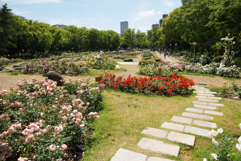 อัพเดท 15 จุดชม ซากุระ โอซาก้า สวยละลานตา น่าประทับใจ - Chill Chill Japan