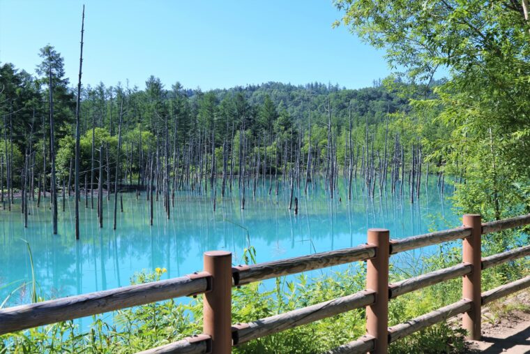Shirogane Blue Pond บ่อน้ำสีฟ้า สิ่งมหัศจรรย์แห่งเมืองบิเอะ - Chill Chill Japan