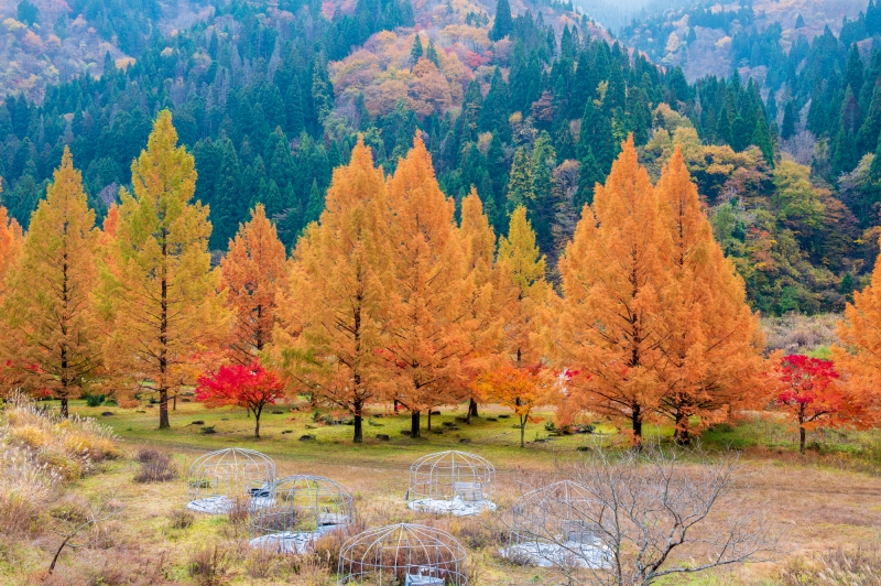 10 ที่เที่ยว ฟุกุอิ (Fukui) เมืองไดโนเสาร์ ภูเขาศักดิ์สิทธิ์ สถานตาก ...