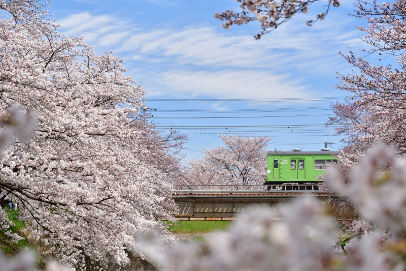 ที่เที่ยว นารา (Nara) 10 พิกัดเด็ด กิจกรรมโดน พร้อมแผนที่เที่ยว - Chill ...