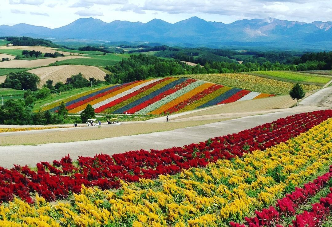 Shikisai No Oka ทุ่งดอกไม้ฮอกไกโด ตื่นตา 4 ฤดู - Chill Chill Japan