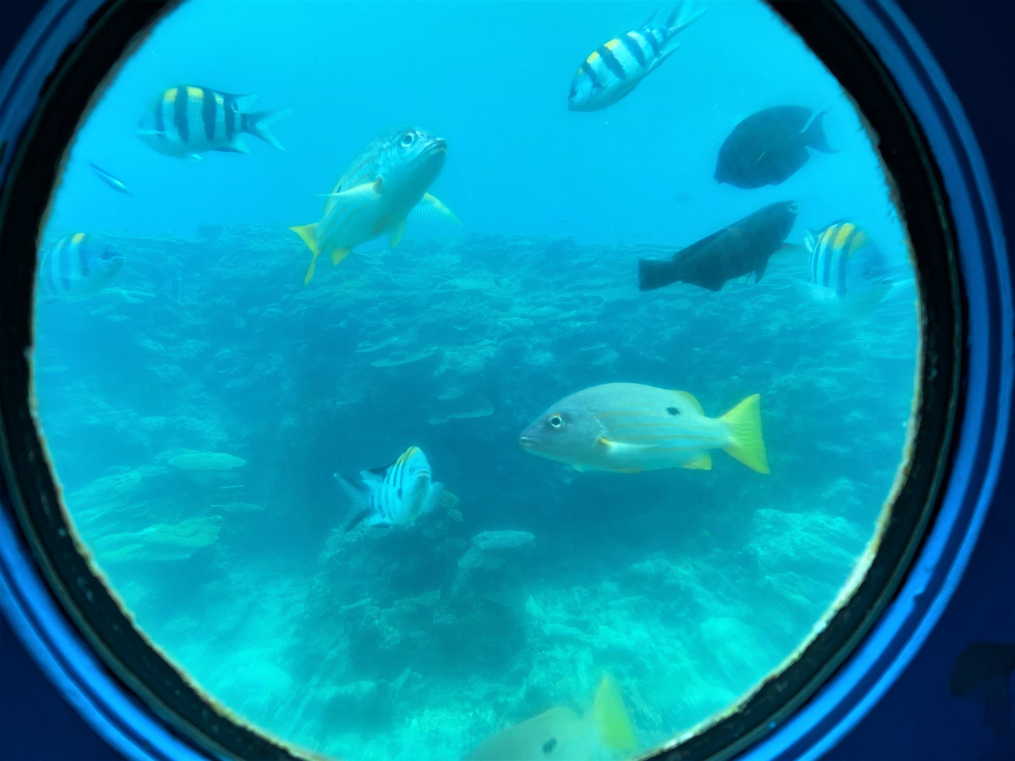 “Busena Marine Park” แอบส่องชีวิตสัตว์น้ำใต้ทะเลแห่งหมู่เกาะโอกินาวะแบบ ...