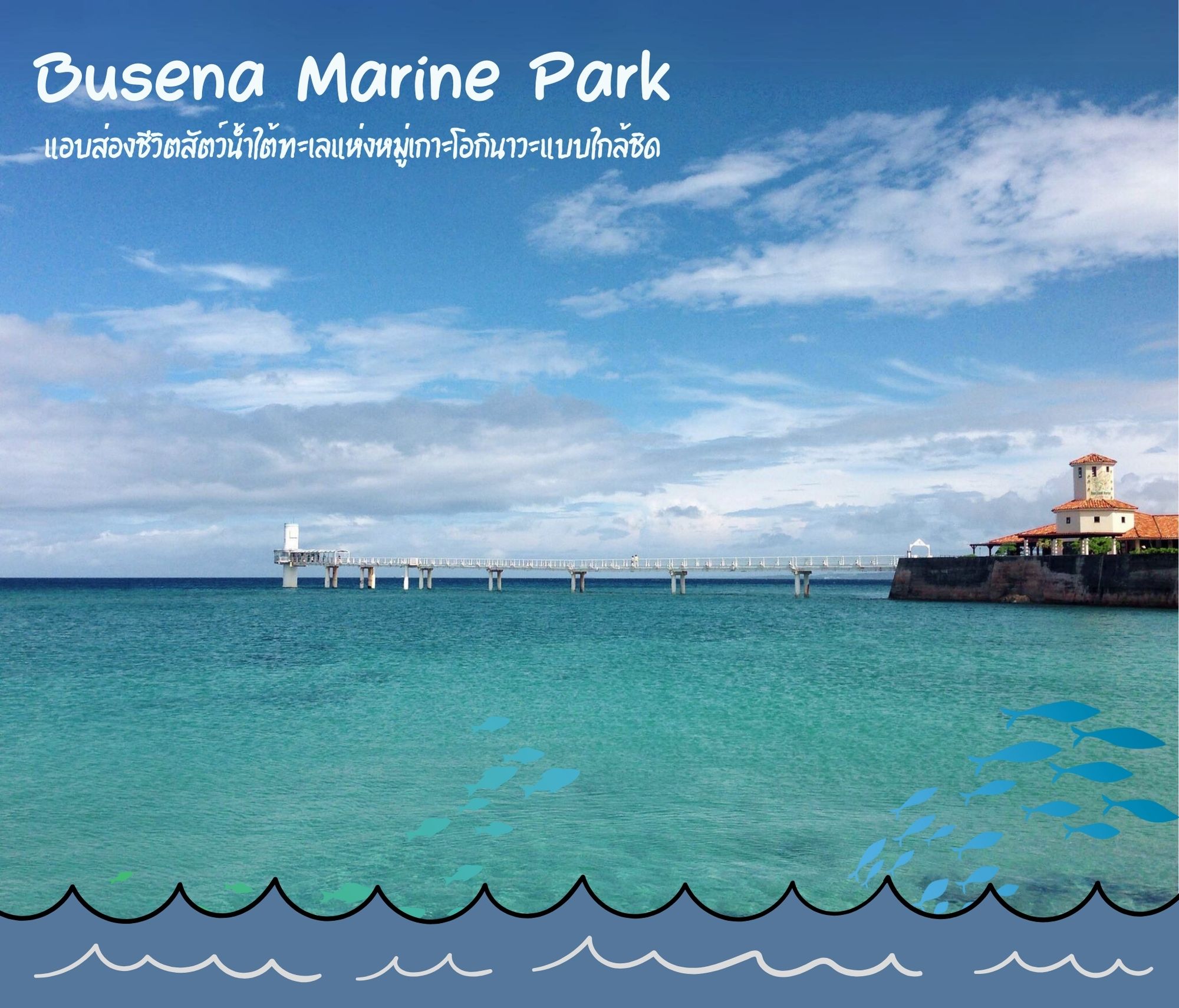 “Busena Marine Park” แอบส่องชีวิตสัตว์น้ำใต้ทะเลแห่งหมู่เกาะโอกินาวะแบบ ...