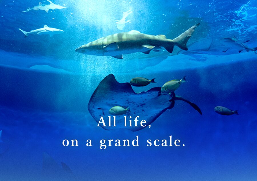 พิพิธภัณฑ์สัตว์น้ำแห่งใหม่ล่าสุดของโกเบ "KOBE SUMA SEA WORLD" - Chill ...