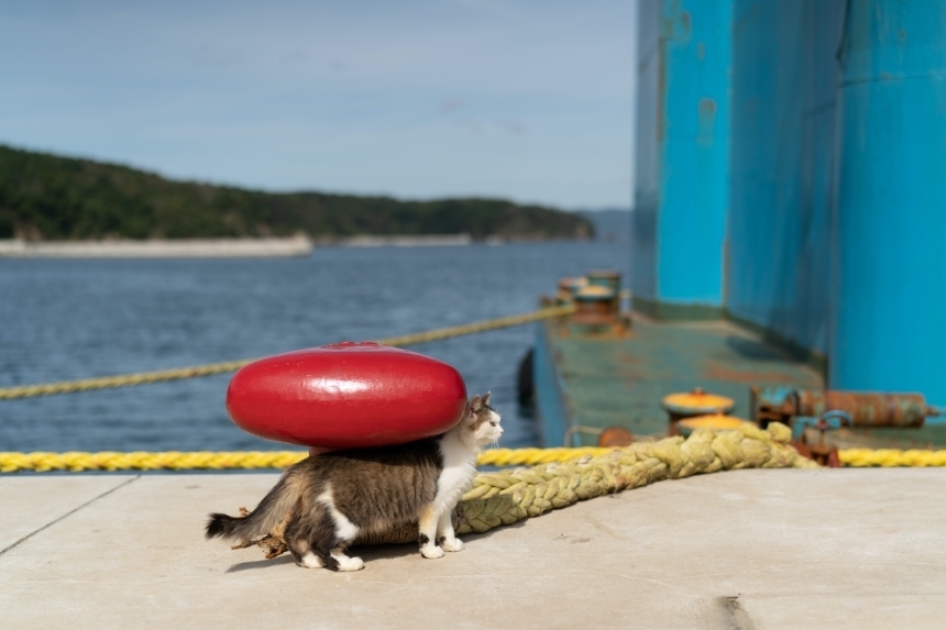 ถูกใจทาสแมว!! Tashirojima เกาะแมว ที่คนรักแมว ต้องไป! - Chill Chill Japan