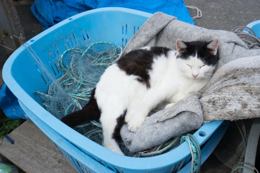 ถูกใจทาสแมว!! Tashirojima เกาะแมว ที่คนรักแมว ต้องไป! - Chill Chill Japan