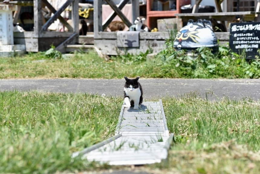 ถูกใจทาสแมว!! Tashirojima เกาะแมว ที่คนรักแมว ต้องไป! - Chill Chill Japan