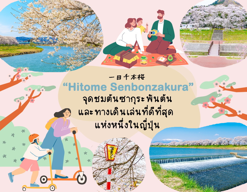 Hitome Senbonzakura จุดชมซากุระพันต้นที่ดีที่สุดในญี่ปุ่น