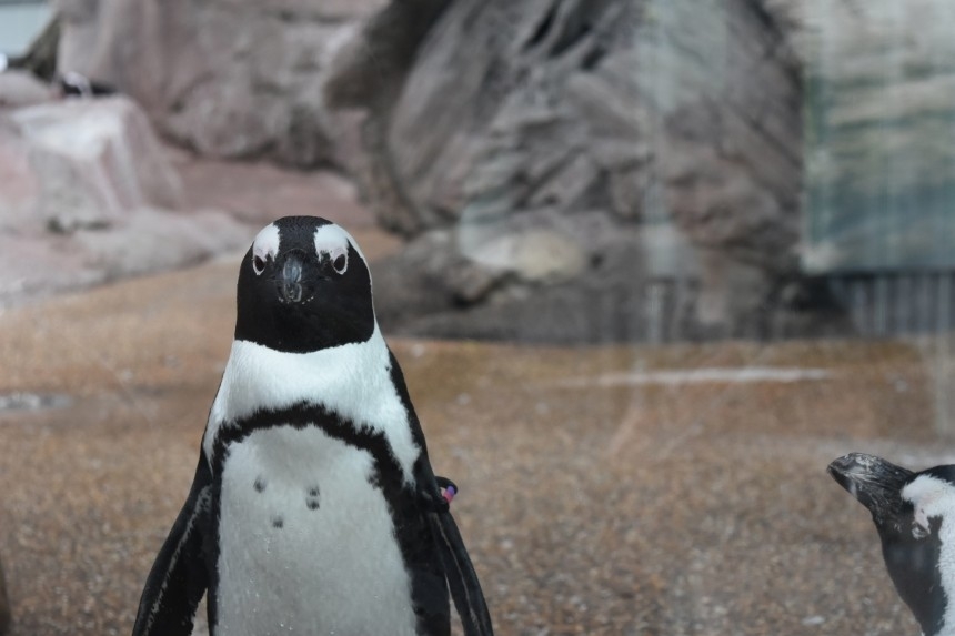 ตระการตากับโลกใต้ทะเลสุดมหัศจรรย์ ที่ Kyoto Aquarium - Chill Chill Japan