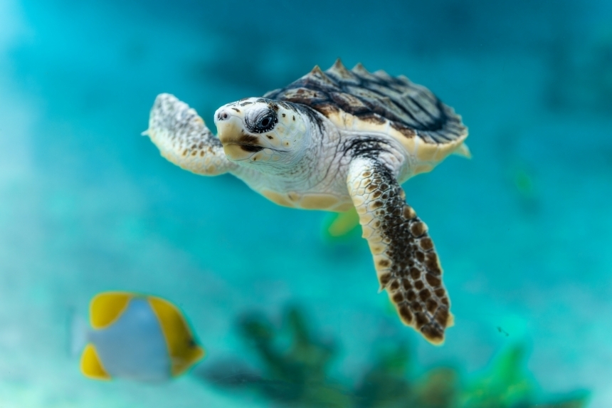 เที่ยว Kamogawa Sea World กัน!!! ชมโชว์ปลาวาฬเพชรฆาตสุดอลังการณ์ ...