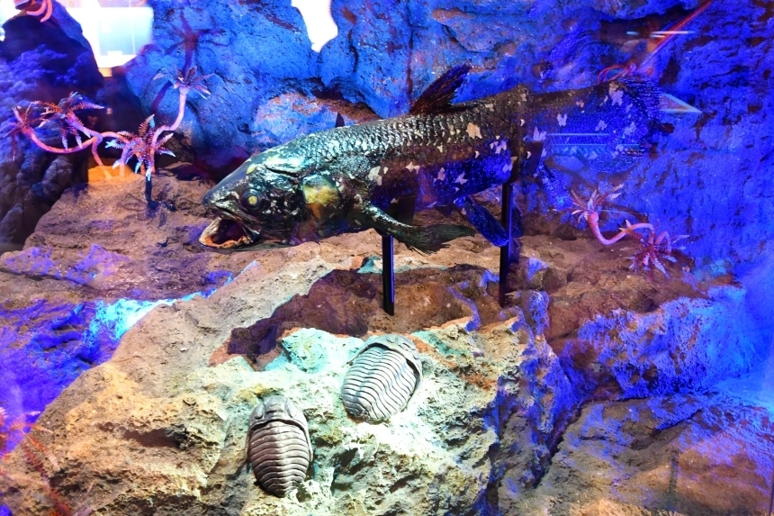 "Numazu Fish Market" ตลาดอาหารทะเลสด ลึกแต่ไม่ลับ แห่งจังหวัดชิสุโอก ...