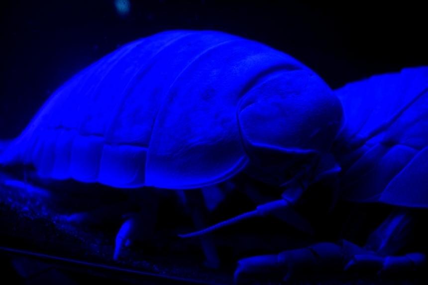 "Numazu Fish Market" ตลาดอาหารทะเลสด ลึกแต่ไม่ลับ แห่งจังหวัดชิสุโอก ...