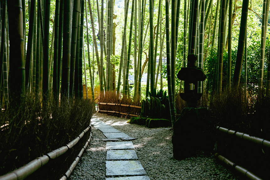 จิบชา ชมป่าไผ่ในบรรยากาศชิลๆ ที่วัด Hokokuji Temple - Chill Chill Japan