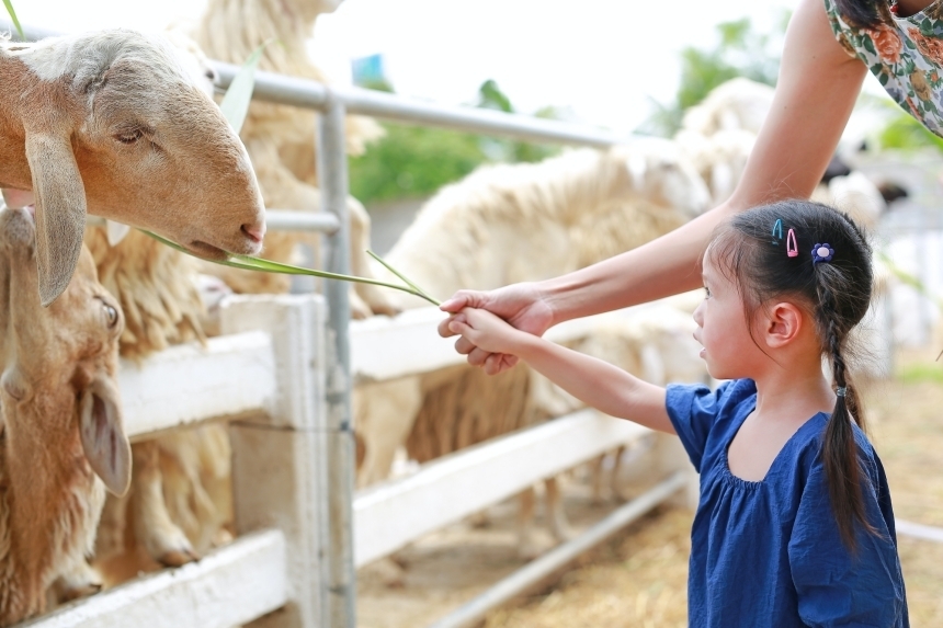 สัมผัสความน่ารักของสัตว์ต่างๆ แบบใกล้ชิด ที่ Mother Farm - Chill Chill ...
