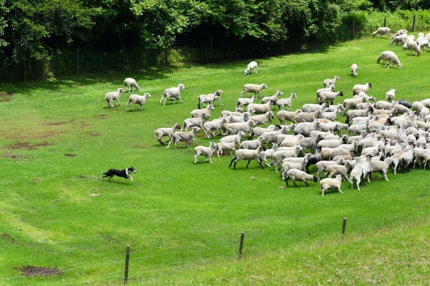 สัมผัสความน่ารักของสัตว์ต่างๆ แบบใกล้ชิด ที่ Mother Farm - Chill Chill ...