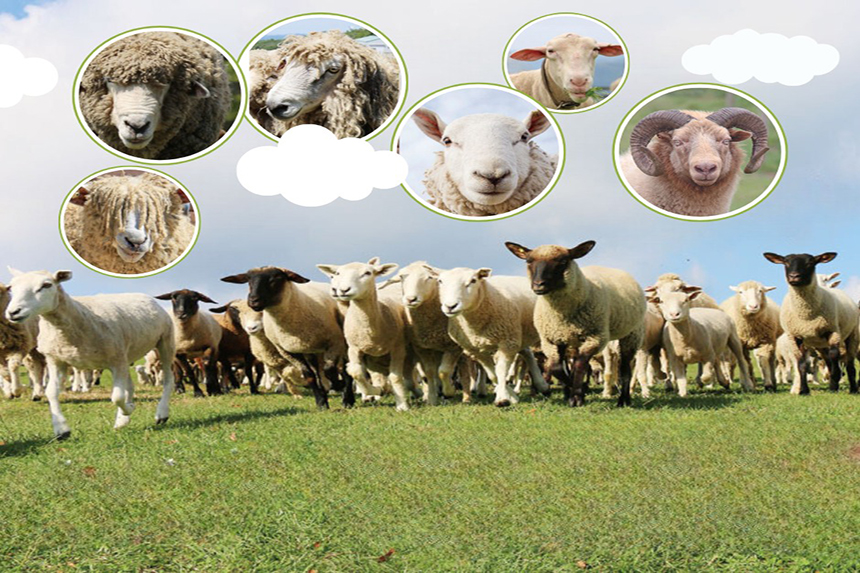 สัมผัสความน่ารักของสัตว์ต่างๆ แบบใกล้ชิด ที่ Mother Farm - Chill Chill ...