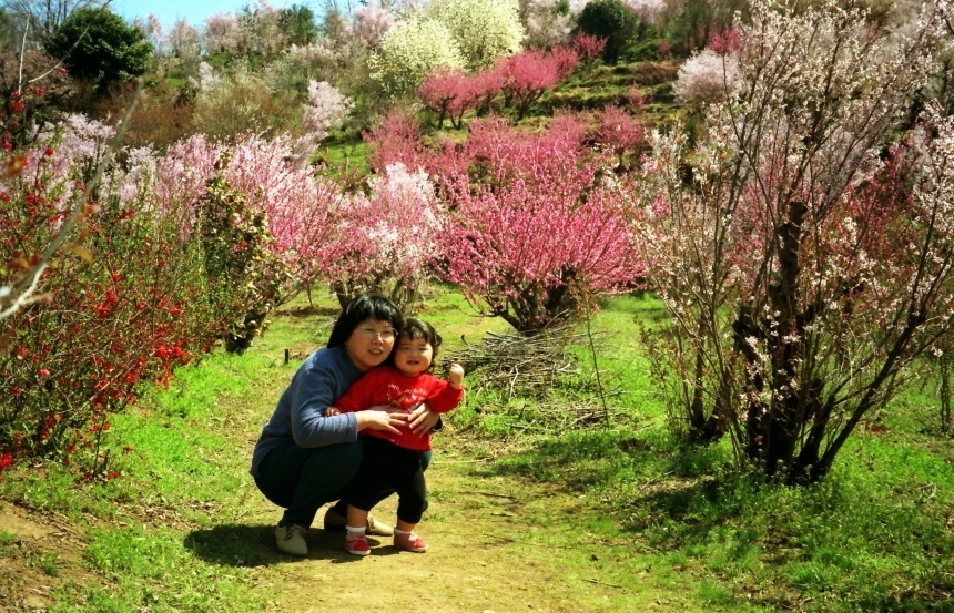 ชมดอกซากุระบาน ที่สวนสาธารณะ Hanamiyama Park - Chill Chill Japan