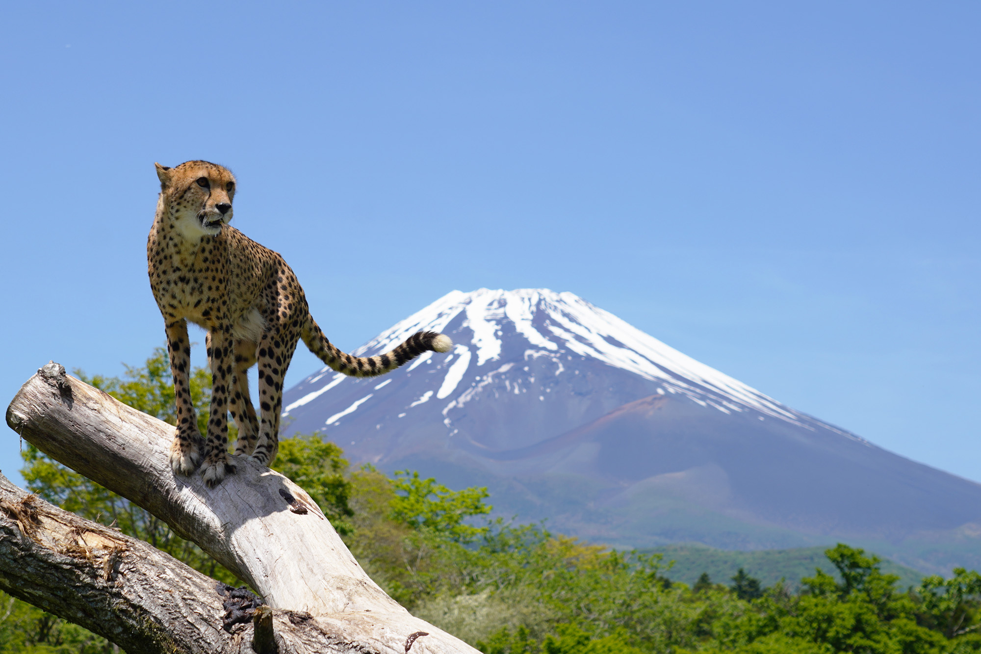 เปิดประสบการณ์ใกล้ชิดกับสัตว์ป่าที่ Fuji Safari Park ความน่ารักที่คุณ ...