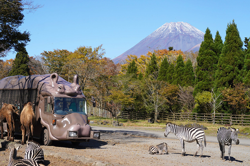 เปิดประสบการณ์ใกล้ชิดกับสัตว์ป่าที่ Fuji Safari Park ความน่ารักที่คุณ ...