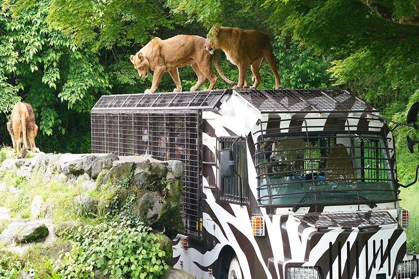 เปิดประสบการณ์ใกล้ชิดกับสัตว์ป่าที่ Fuji Safari Park ความน่ารักที่คุณ ...